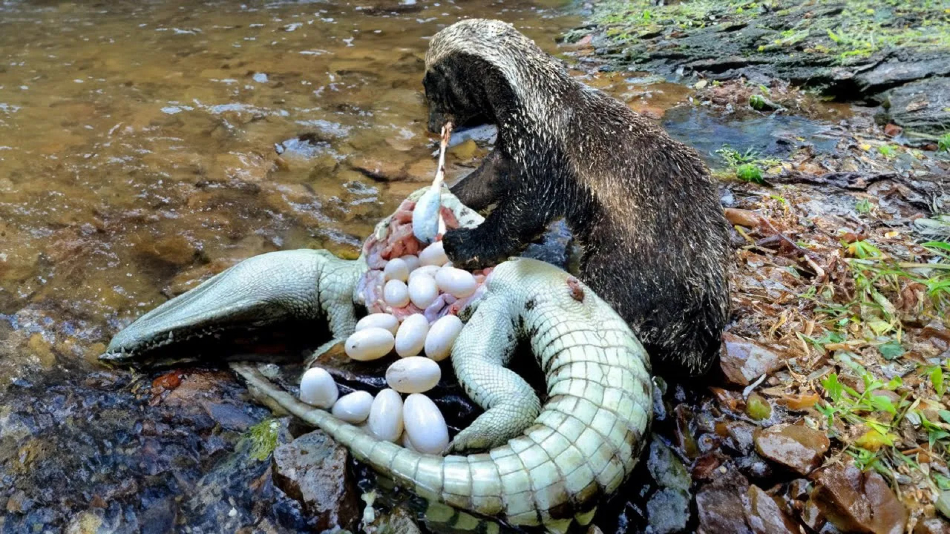 Honey Badger Cunningly Collects The Crocodile Eggs