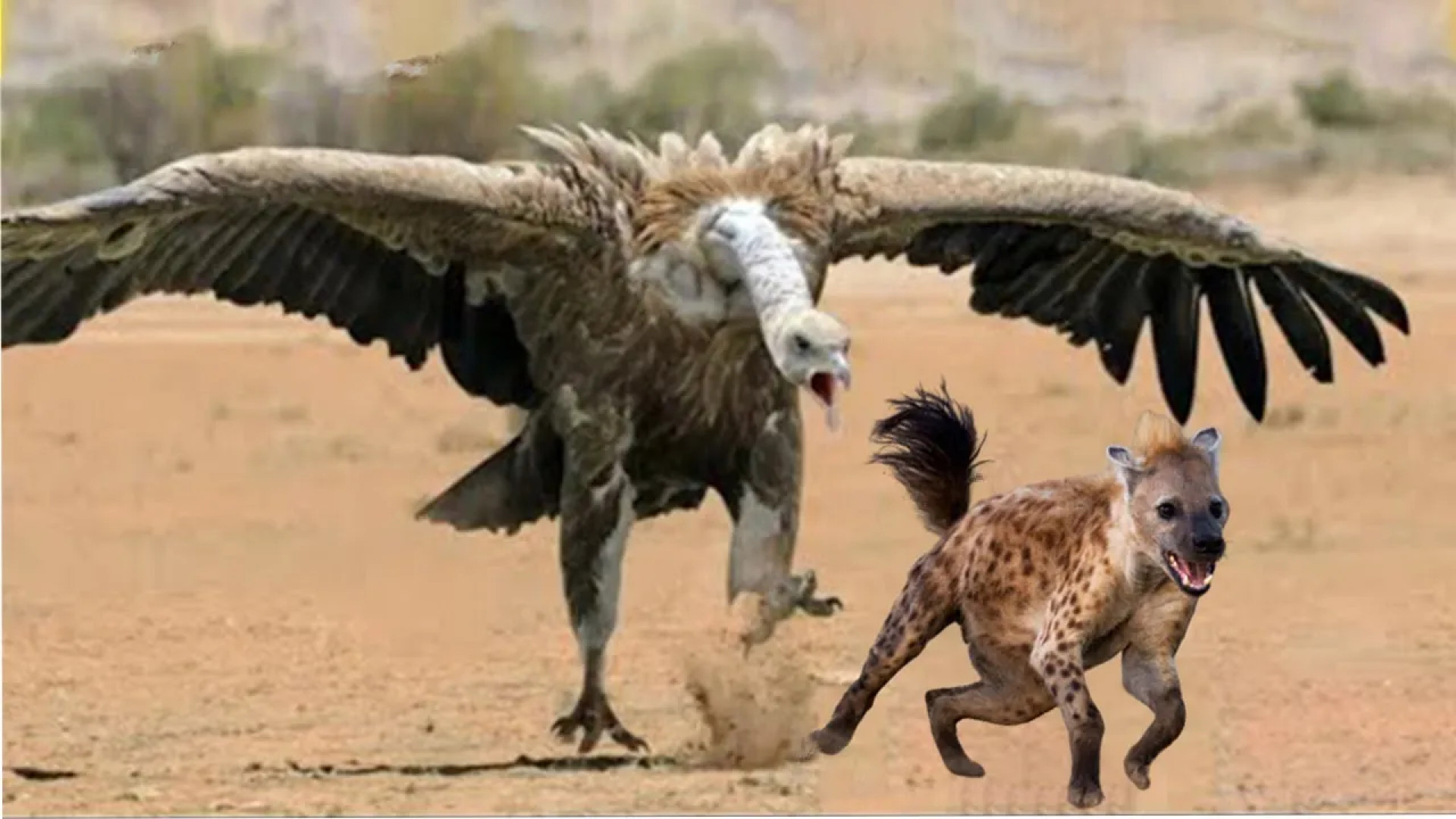 The Moment The Worlds Most Dangerous Birds Attack | 1001 Animals