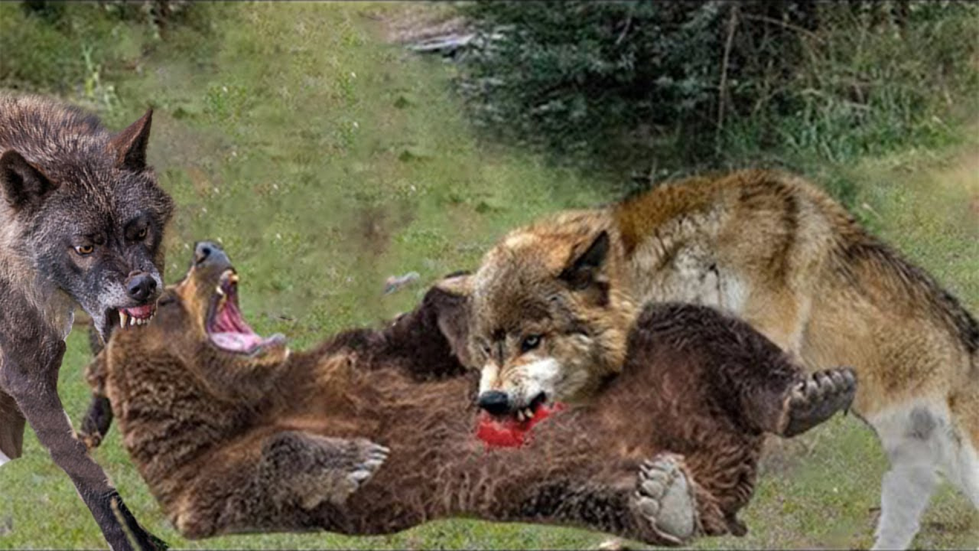 The Cunning Wolves Used Siege Tactics To Take Turns To Bite The Bear