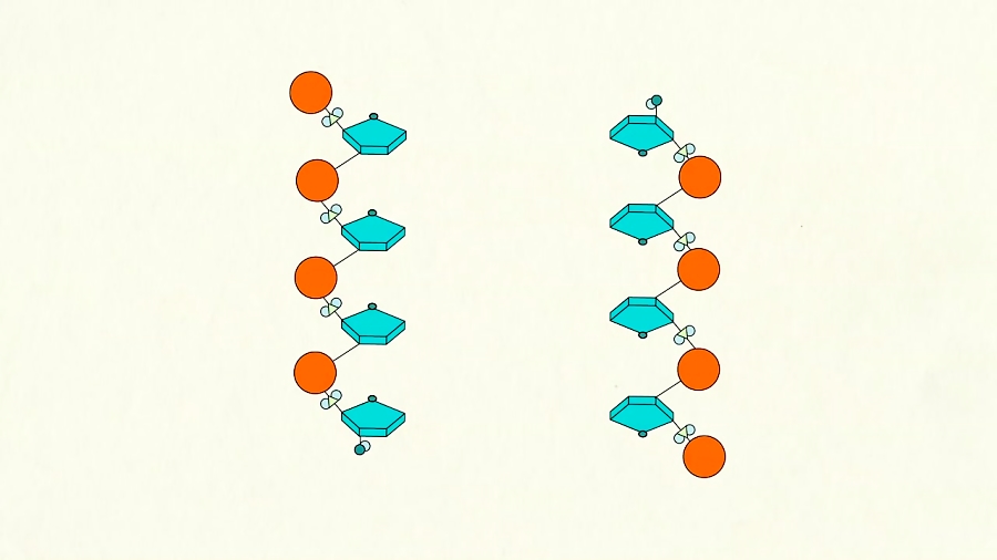 DNA Structure and Replication: Crash Course Biology #10
