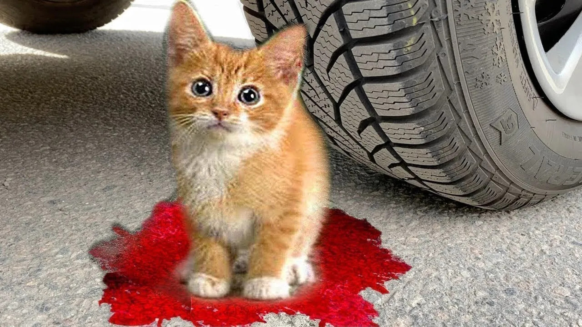 EXPERIMENT: Car vs Cat | Crushing Crunchy Soft Things by Car!