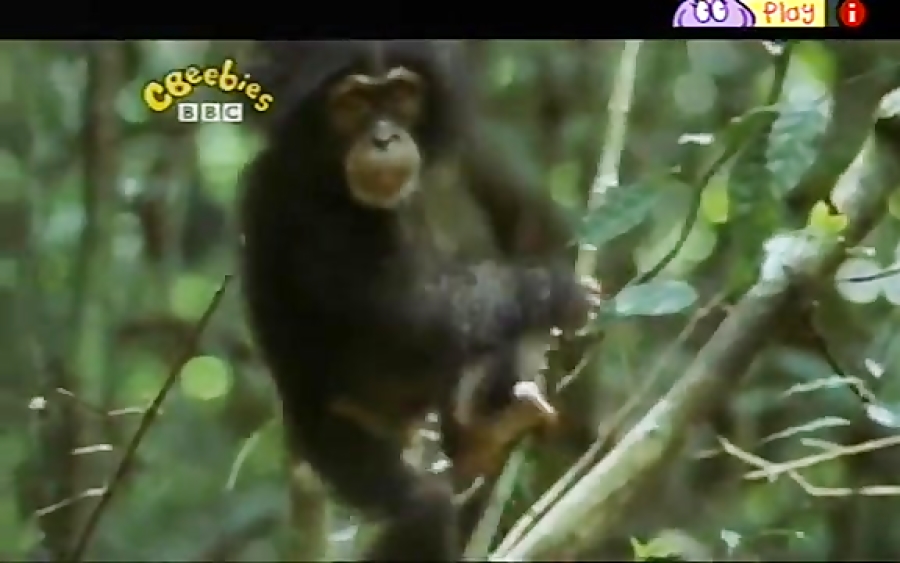 Something Special I Jungle Animals Mr Tumble