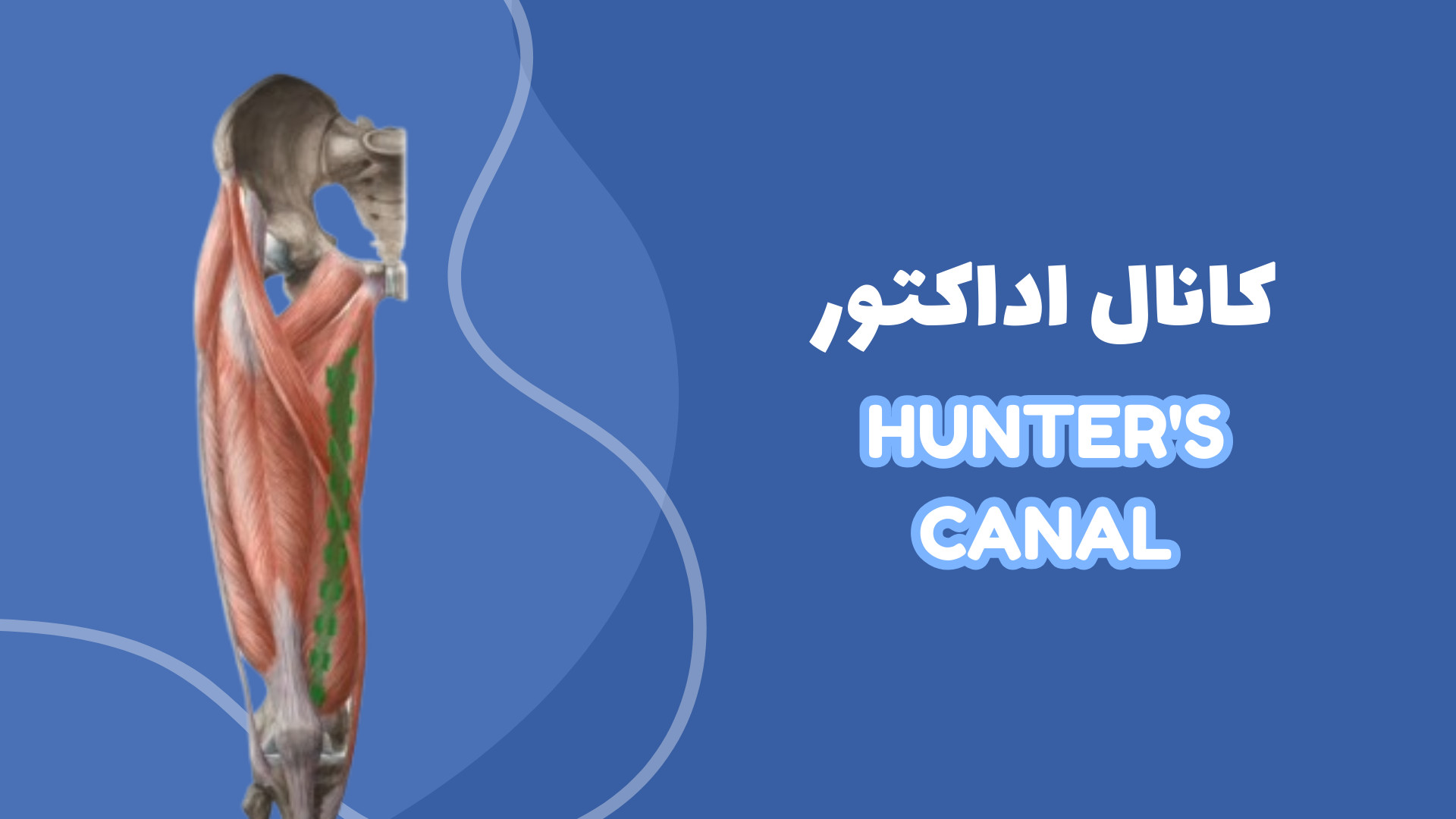 کانال اداکتور (Hunter's Canal): مسیر عضلات و عروق در ران