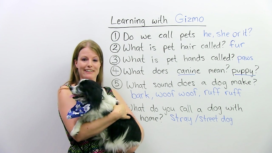 درس 1114-Real English: Talking about pets and animals