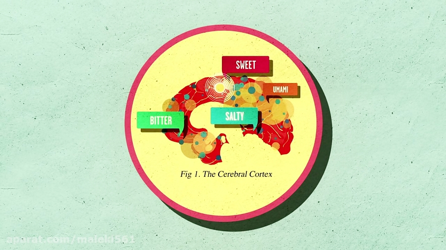 How sugar affects the brain - Nicole Avena