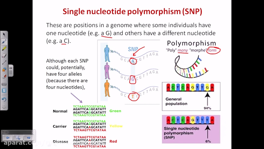 Single nucleotide polymorphism SNP