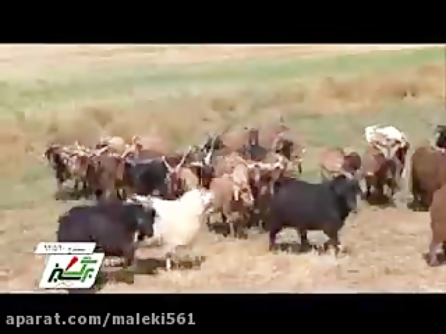 پرورش بز در استان کردستان-Raising goats in Kurdistan-تربیة الماعز فی ...