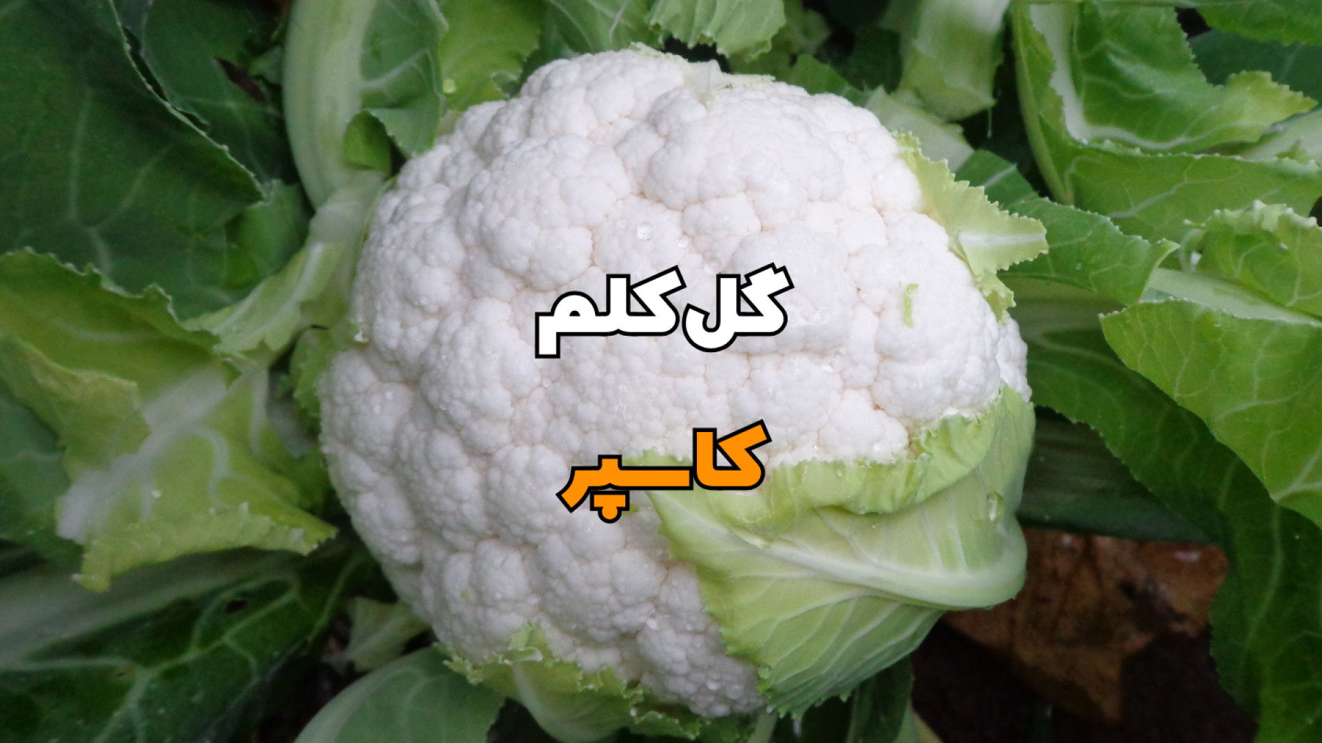 بذر گل کلم سفید کاسپر – Casper RZ F1