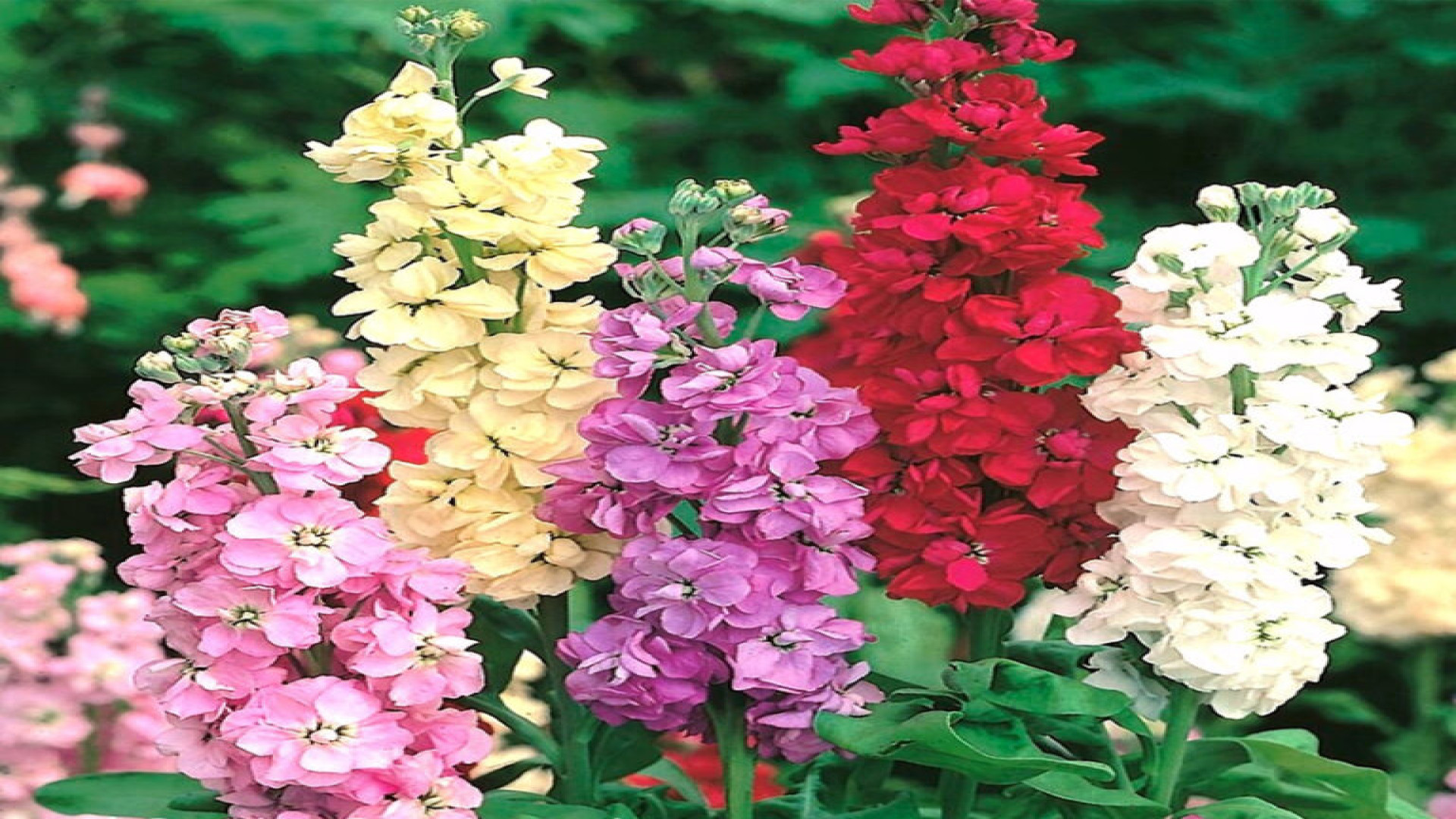 گل ارکیده دندروبیوم