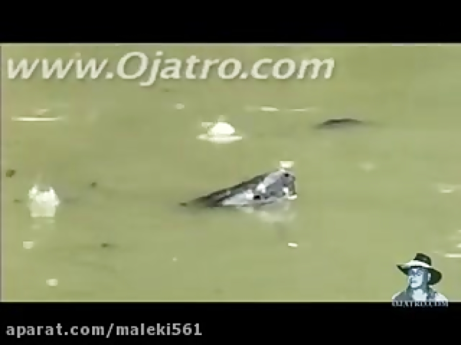 Python vs Alligator 01 -- Real Fight -- Python attacks Alligator
