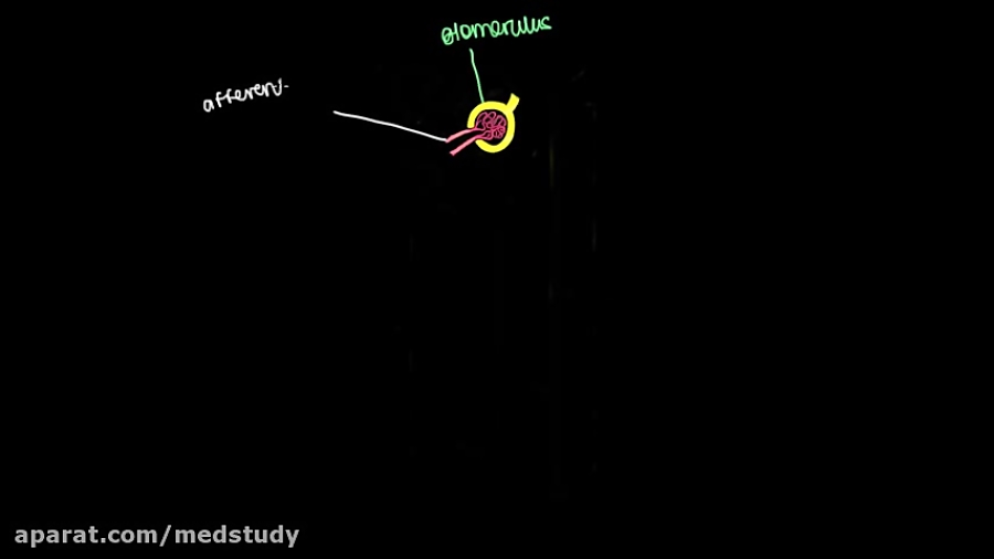 Countercurrent multiplication in the kidney | Renal system physiology ...