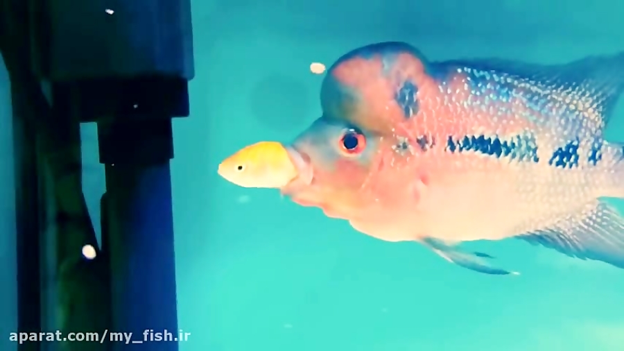Flowerhorn feeding gold fish