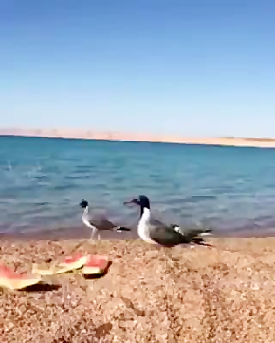 عجب شکارچی هست این بی نظیر بود