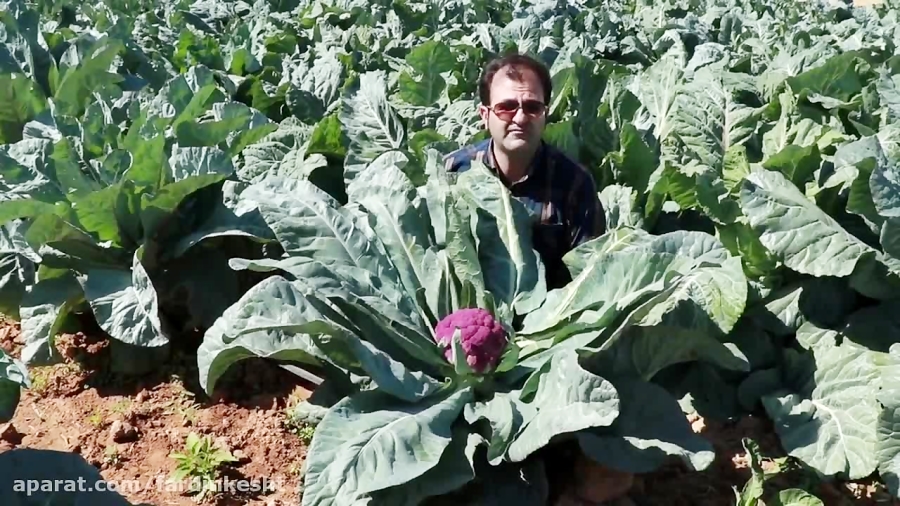 کلم گل بنفش