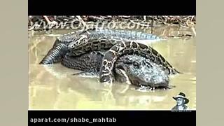 Python vs Alligator 01 -- Real Fight -- Python attacks Alligator