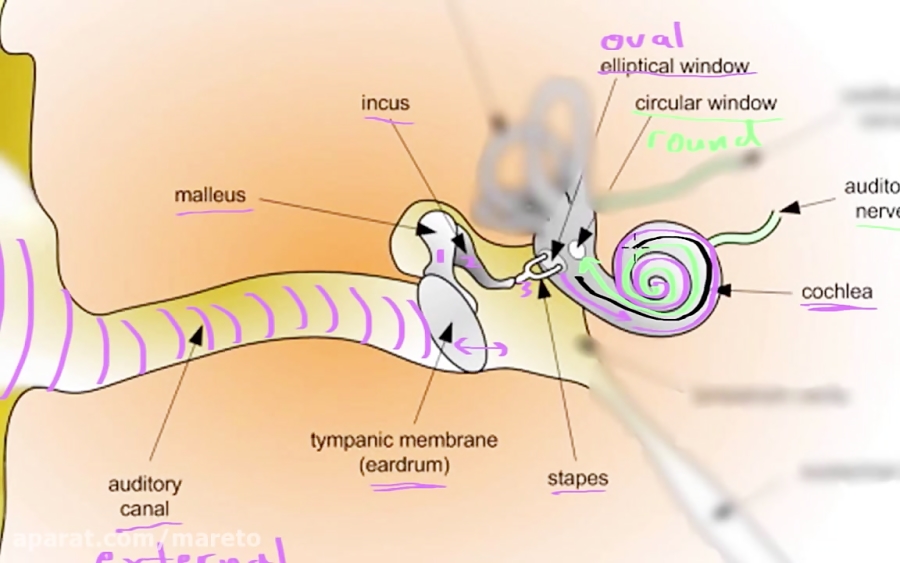 Auditory structure - part 1 | Processing the Environment | MCAT | Khan Academy